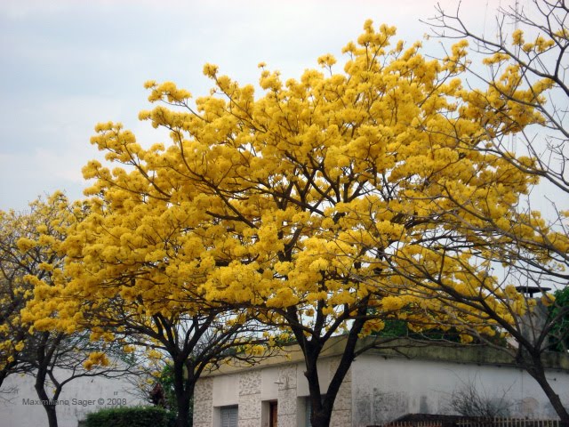 Cultura Guaraní: Lapacho Propiedades curativas de la corteza इनतेरना